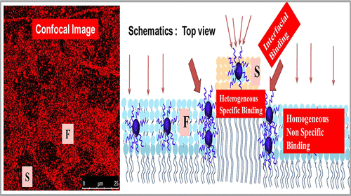 Nanoscale Heterogeneities Drive Enhanced Binding and Anomalous ...