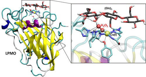 QM/MM Studies into the H2O2-Dependent Activity of Lytic Polysaccharide ...