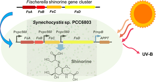 Photosynthetic Production of Sunscreen Shinorine Using an Engineered ...