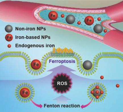 Emerging Strategies of Cancer Therapy Based on Ferroptosis.,Advanced ...