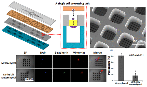 Device To Study the Cell Invasion Behavior and Phenotypic Profile at ...