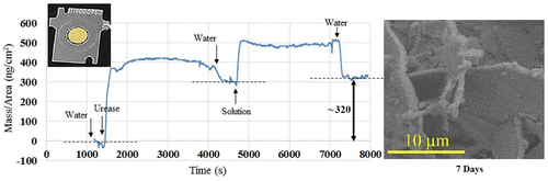 Real-Time Monitoring of Urinary Encrustation Using a Quartz Crystal ...