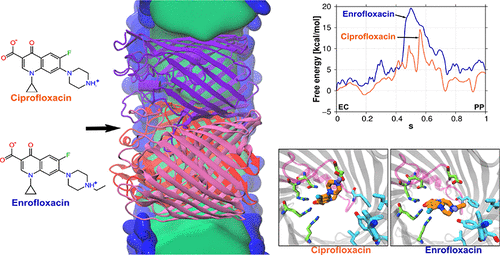 恩诺沙星透过孔蛋白OmpC的渗透途径,The Journal of Physical Chemistry B - X-MOL