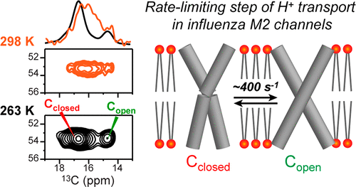 Transport-Relevant Protein Conformational Dynamics and Water Dynamics ...