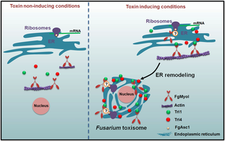 The fungal myosin I is essential for Fusarium toxisome formation,PLoS ...