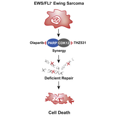 EWS/FLI Confers Tumor Cell Synthetic Lethality to CDK12 Inhibition in ...