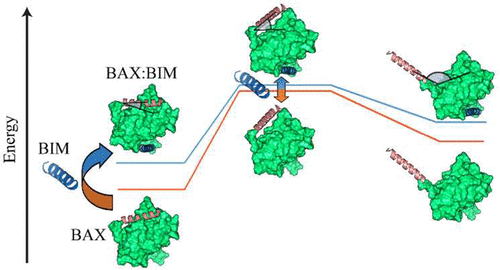 BIM Binding Remotely Regulates BAX Activation: Insights from the Free ...