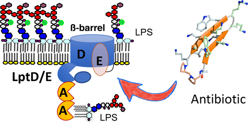 A Peptidomimetic Antibiotic Interacts with the Periplasmic Domain of ...
