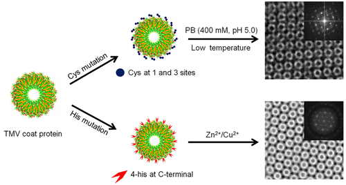 Self-Assembly of Protein Crystals with Different Crystal Structures ...