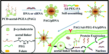 Acid-sensitive poly(β-cyclodextrin)-based multifunctional ...