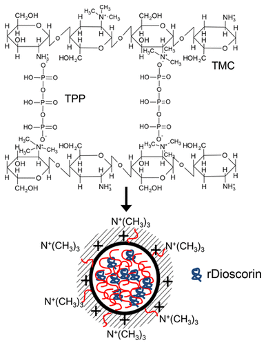Development of Yam Dioscorin-Loaded Nanoparticles for Paracellular ...