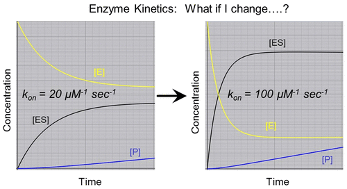 Making Enzyme Kinetics Dynamic via Simulation Software,Journal of ...