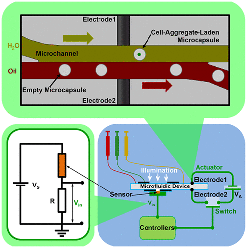 Label-Free On-Chip Selective Extraction of Cell-Aggregate-Laden ...
