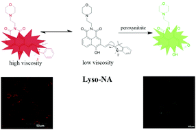 A lysosome targetable versatile fluorescent probe for imaging viscosity ...