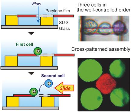 Well‐Controlled Cell‐Trapping Systems for Investigating Heterogeneous ...