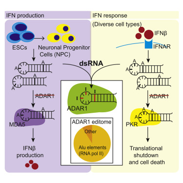 Human ADAR1 Prevents Endogenous RNA from Triggering Translational ...