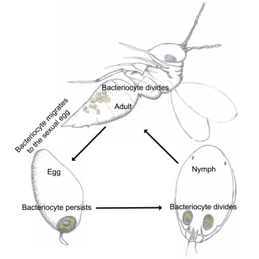 Maternal Inheritance of a Single Somatic Animal Cell Displayed by the ...