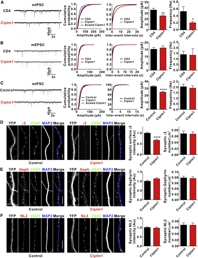 Clptm1 Limits Forward Trafficking of GABAA Receptors to Scale ...