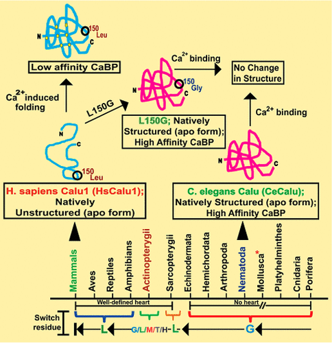 The Differential Response to Ca2+ from Vertebrate and Invertebrate ...