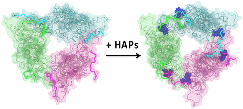 Identification of Factors Promoting HBV Capsid Self-Assembly by ...