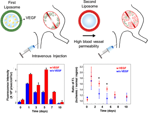 Sequential Targeted Delivery of Liposomes to Ischemic Tissues by ...