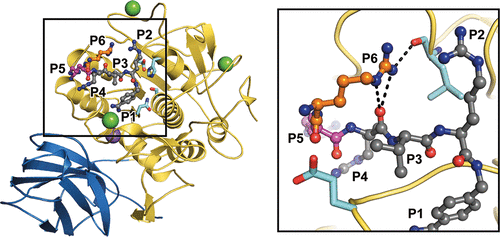 X-ray Structures of the Proprotein Convertase Furin Bound with ...