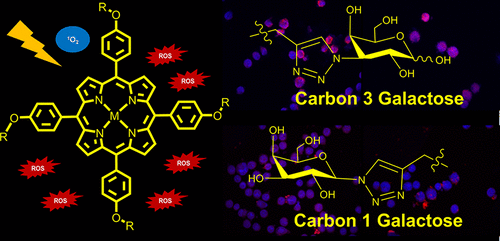 Carbon-1 versus Carbon-3 Linkage of d-Galactose to Porphyrins ...