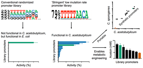 Stringency of Synthetic Promoter Sequences in Clostridium Revealed and ...
