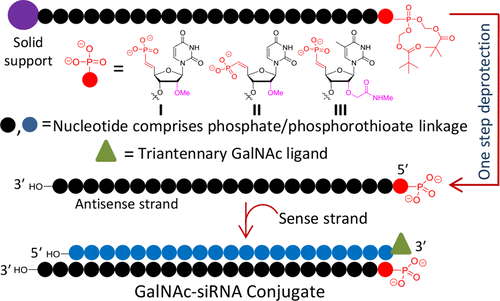Facile Synthesis, Geometry, and 2′-Substituent-Dependent in Vivo ...
