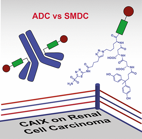 用于体内肿瘤靶向应用的化学定义的抗体和小分子药物缀合物：比较分析,Journal of the American Chemical ...