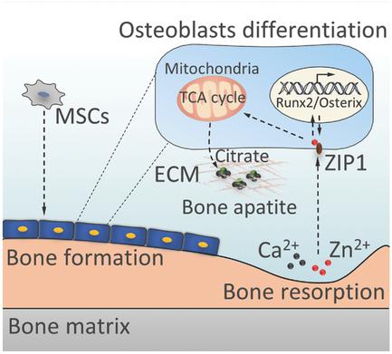 Runx2/Osterix and Zinc Uptake Synergize to Orchestrate Osteogenic Differentiation and Citrate ...