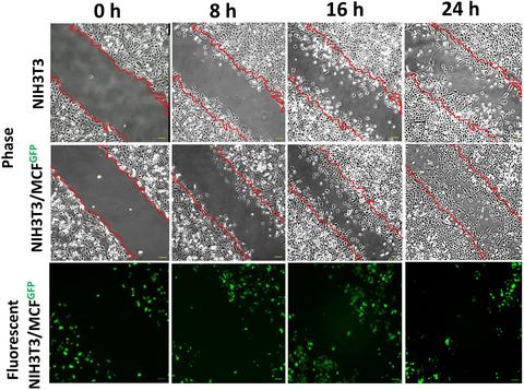 Identification of a small-molecule ligand of β-arrestin1 as an ...
