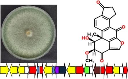The Viridin Biosynthesis Gene Cluster of Trichoderma virens and Its ...