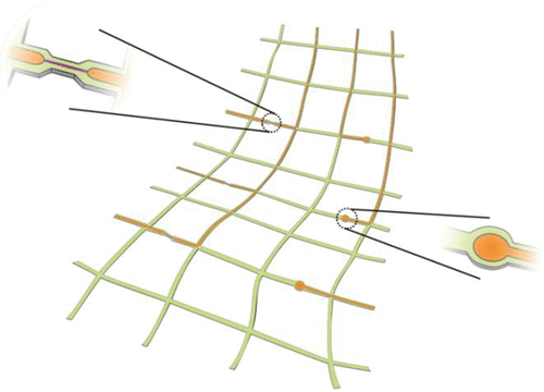 Mesh Nanoelectronics: Seamless Integration of Electronics with Tissues ...