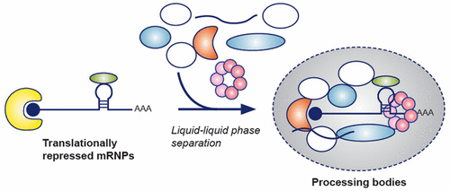 P-Bodies: Composition, Properties, and Functions,Biochemistry - X-MOL