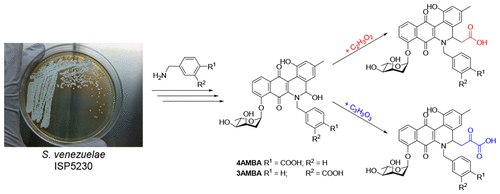 Post Polyketide Synthase Carbon–Carbon Bond Formation in Type-II PKS ...