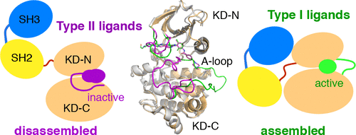 ATP site ligands determine the assembly state of the Abelson kinase ...
