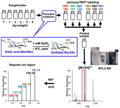 Isobaric Labeling of Intact Gangliosides toward Multiplexed LC–MS/MS ...