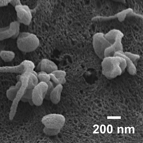New Technologies for Analysis of Extracellular Vesicles,Chemical ...