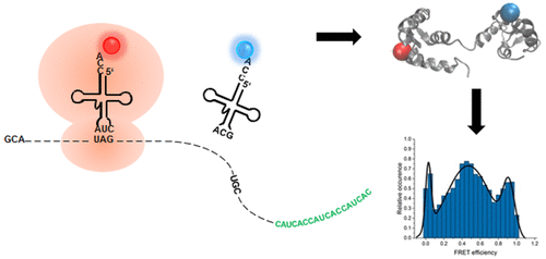 Cotranslational Incorporation into Proteins of a Fluorophore Suitable ...