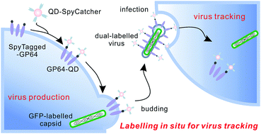 SpyCatcher–SpyTag mediated in situ labelling of progeny baculovirus ...