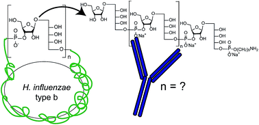 A modular synthetic route to size-defined immunogenic Haemophilus ...