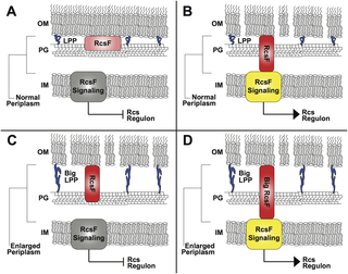 The gram-negative bacterial periplasm: Size matters,PLOS Biology - X-MOL