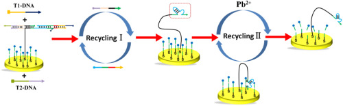 Autonomous DNA nanomachine based on cascade amplification of strand ...