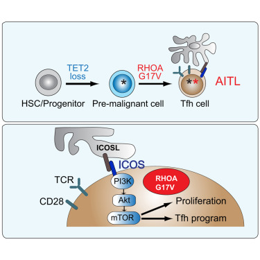 RHOA G17V Induces T Follicular Helper Cell Specification and Promotes ...