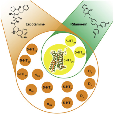 5-HT2C Receptor Structures Reveal the Structural Basis of GPCR ...