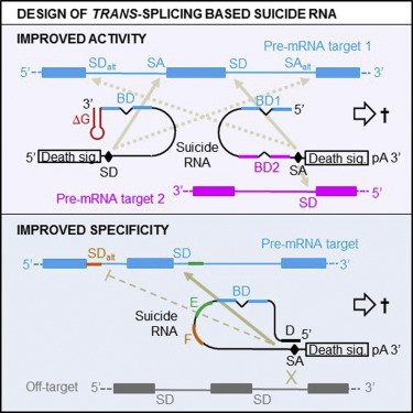 RNA Structure Design Improves Activity and Specificity of trans ...