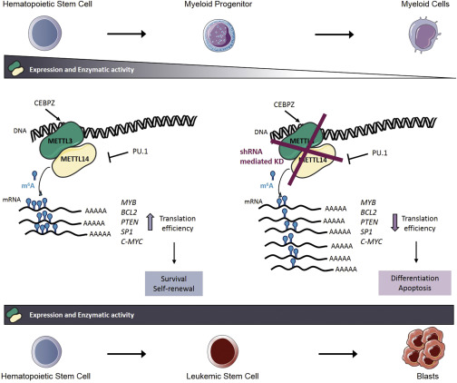 在正常和白血病干细胞中掺入METTLs。,Cell Stem Cell - X-MOL