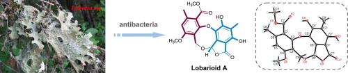 Lobarioid A, unusual antibacterial depsidone possessing an eight ...