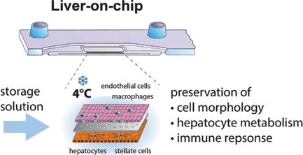 Preservation of Cell Structure, Metabolism, and Biotransformation ...